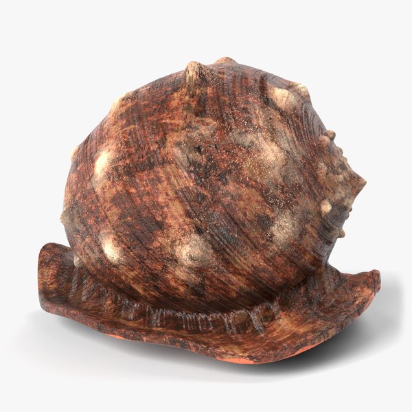 Seashell 3D Models for Download | TurboSquid