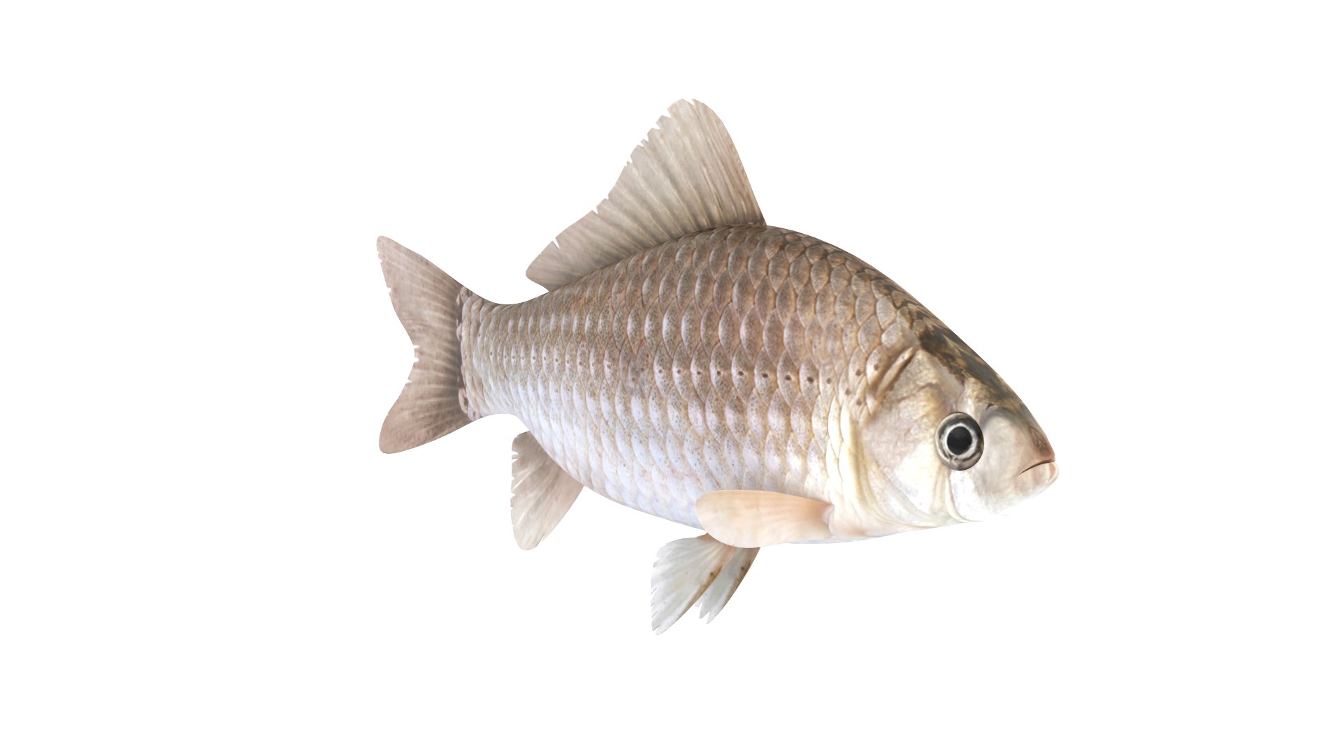 Fish Collection Model - TurboSquid 2513972