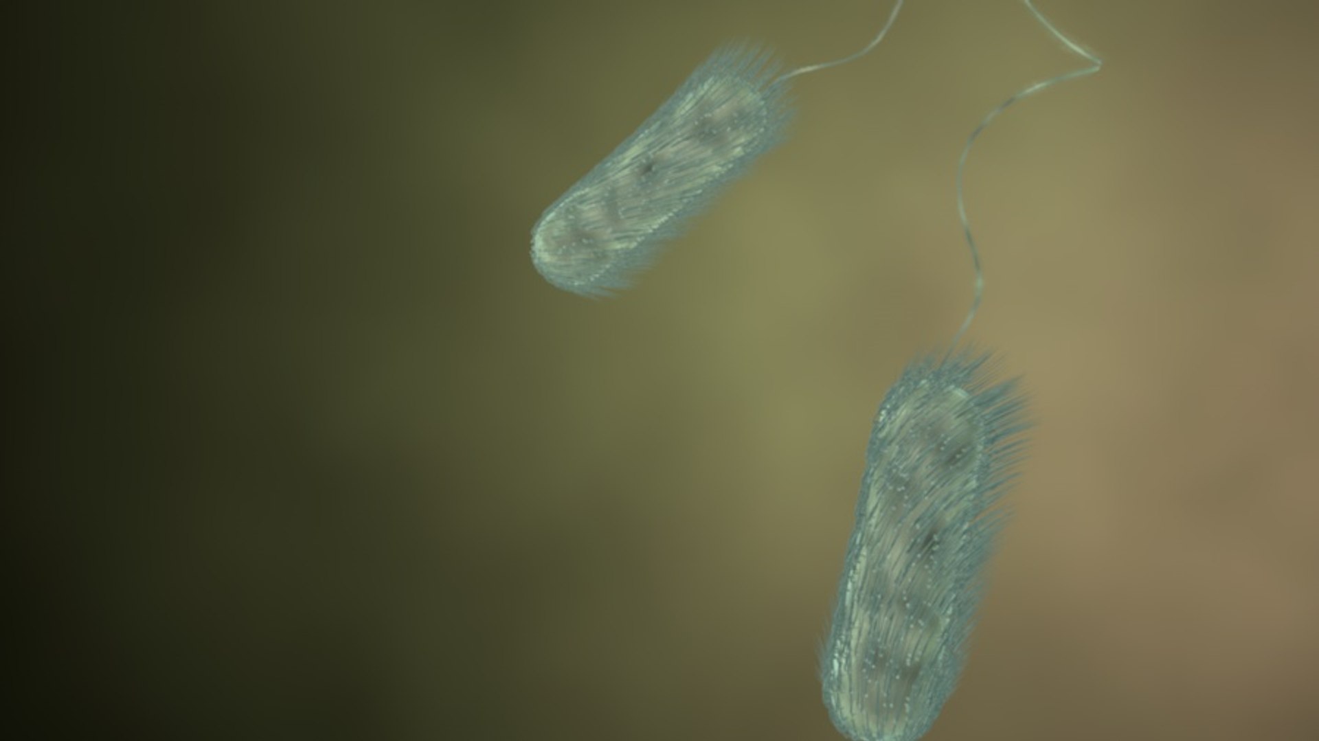 3d Model Hair Flagella