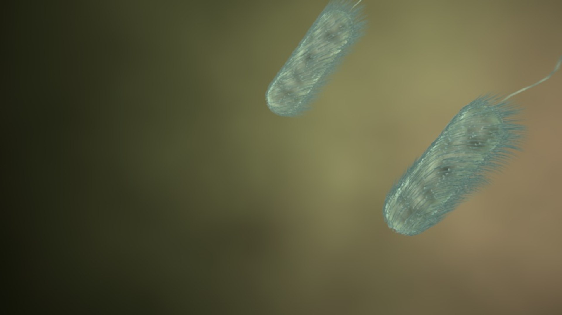 3d Model Hair Flagella