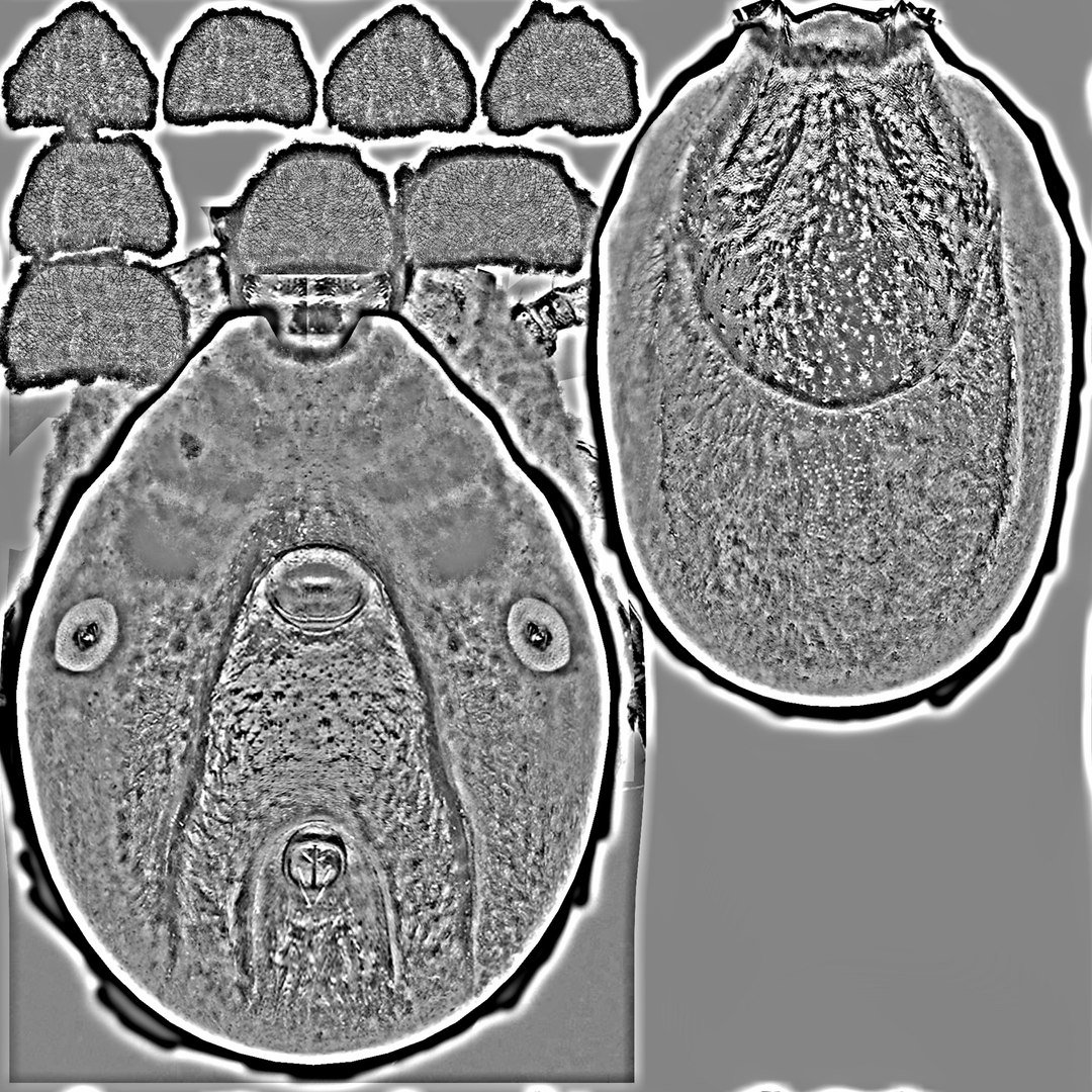 Obj Realistic Tick Modeled
