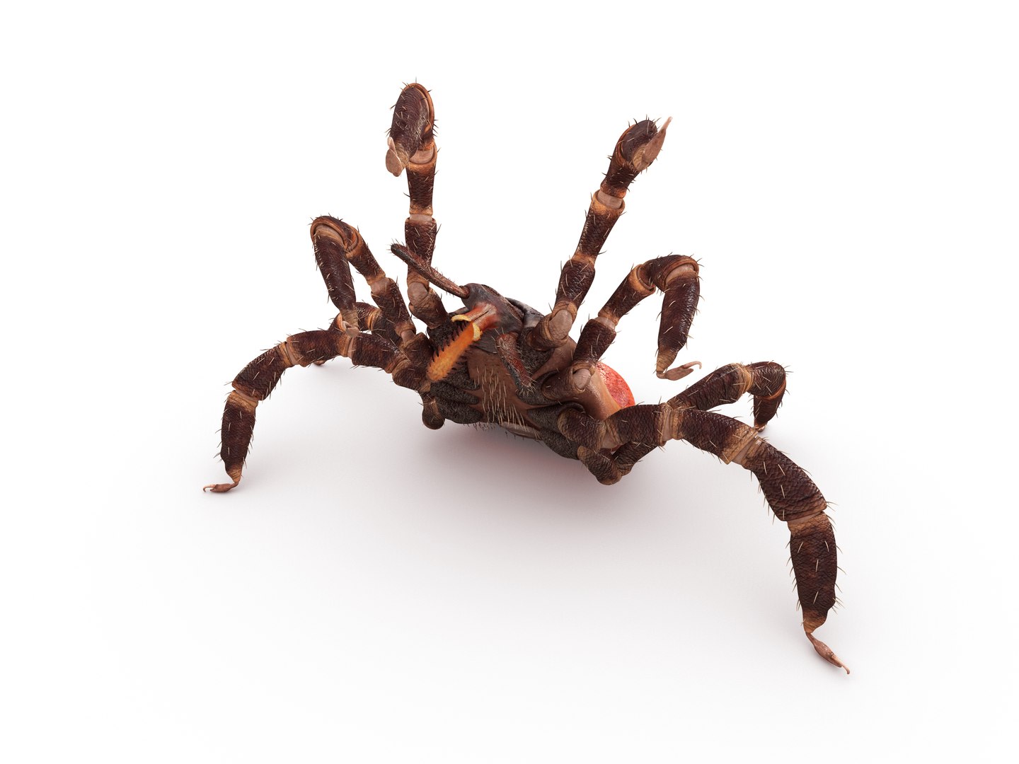Obj Realistic Tick Modeled