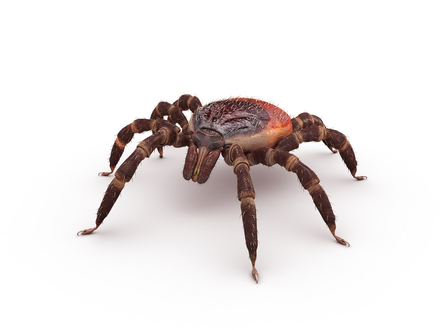 Obj Realistic Tick Modeled