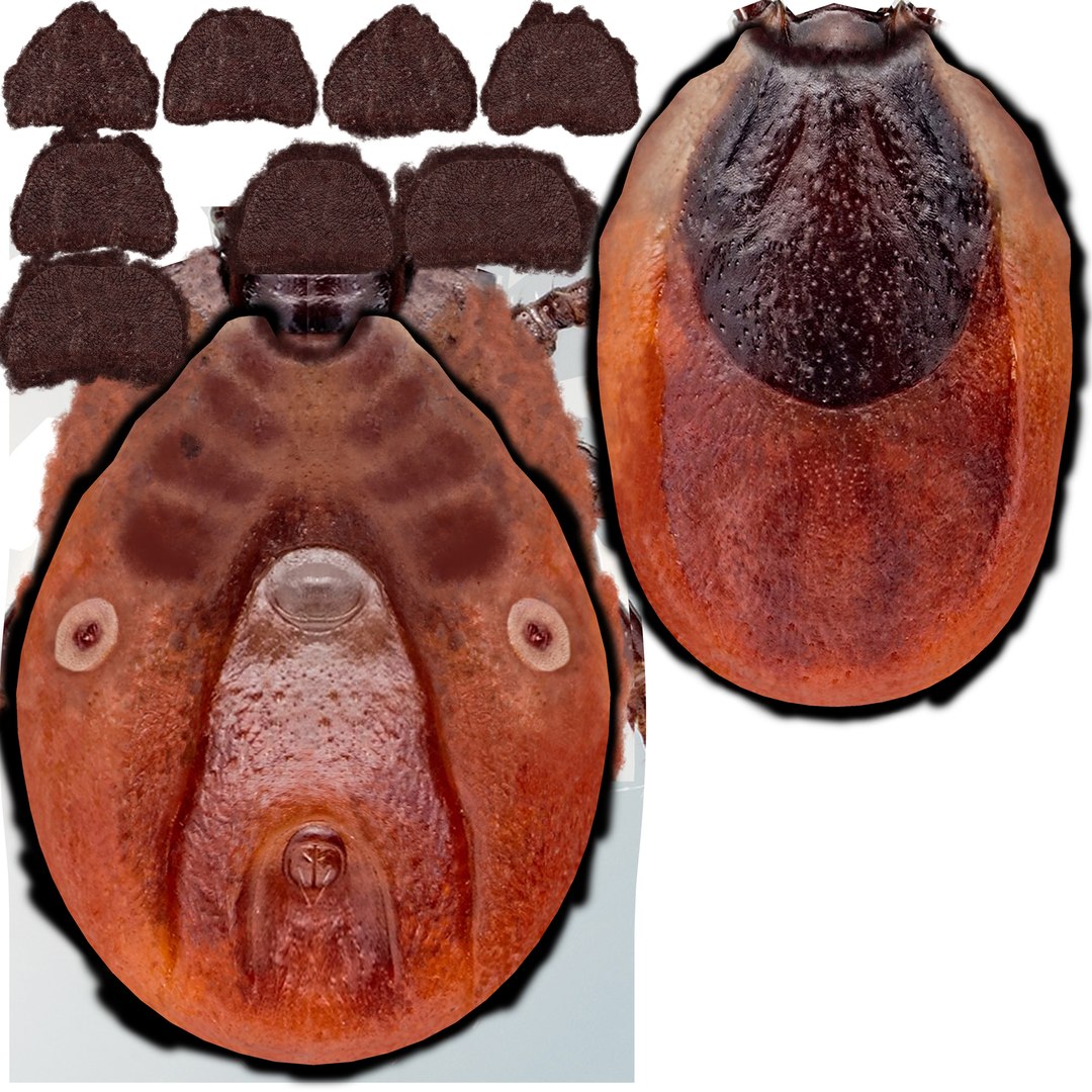 Obj Realistic Tick Modeled