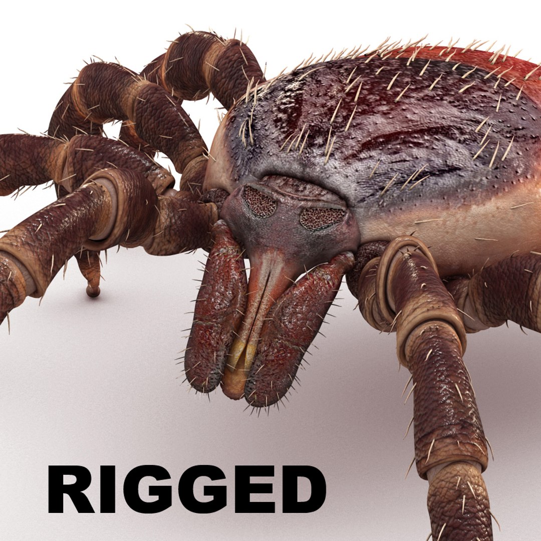 obj realistic tick modeled