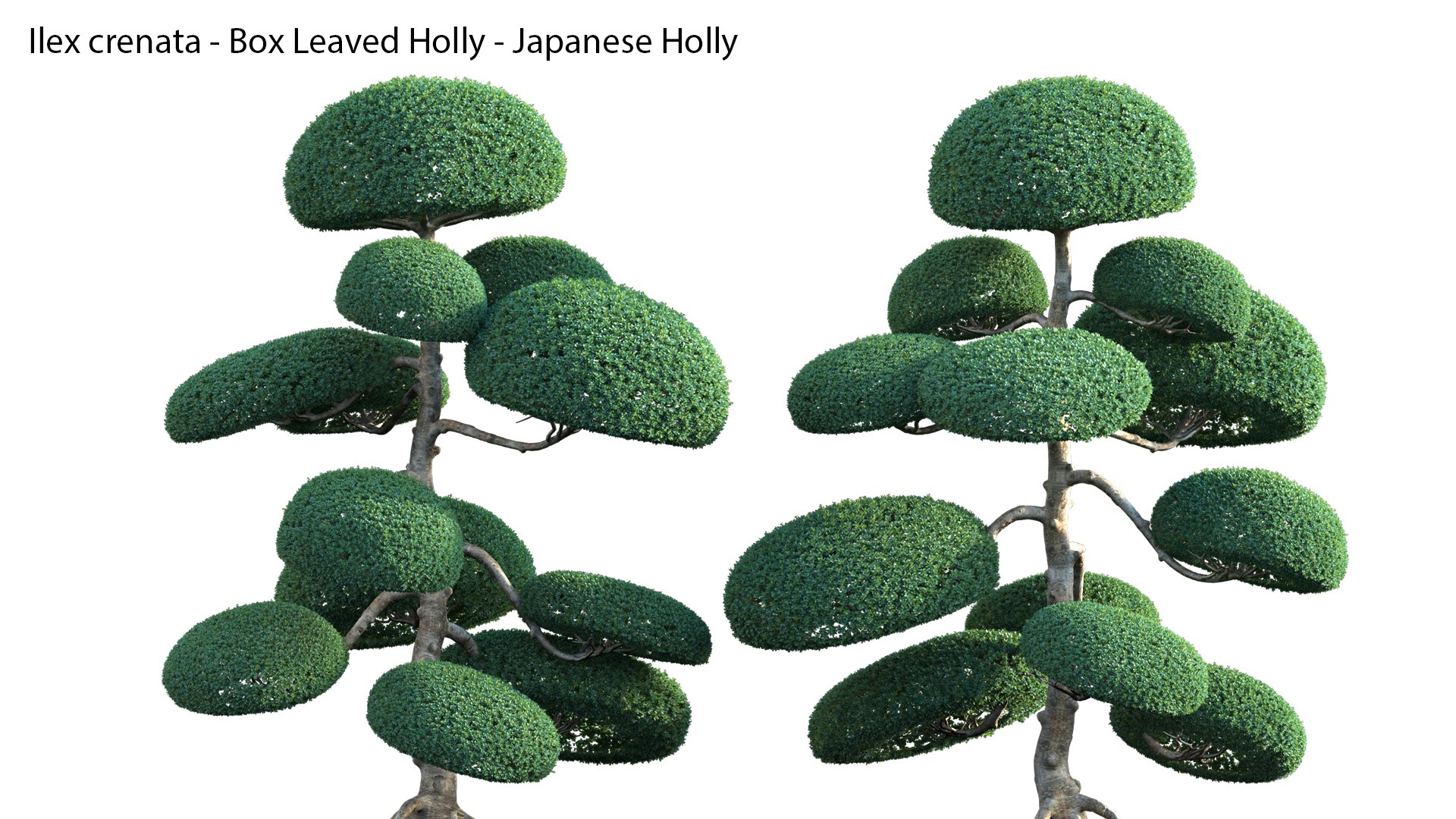 Bundle 24 - Japanese Garden model - TurboSquid 1955950