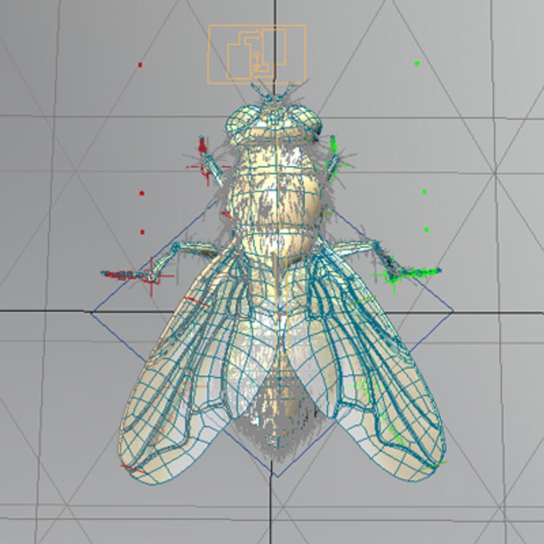 3d photorealistic housefly model