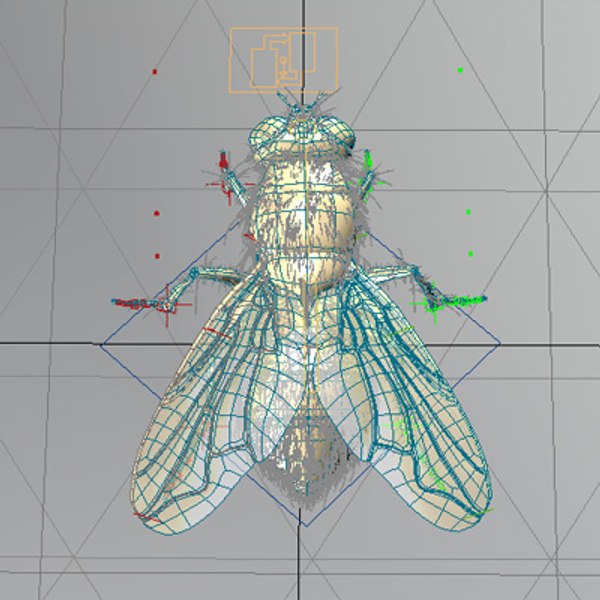 3d photorealistic housefly model