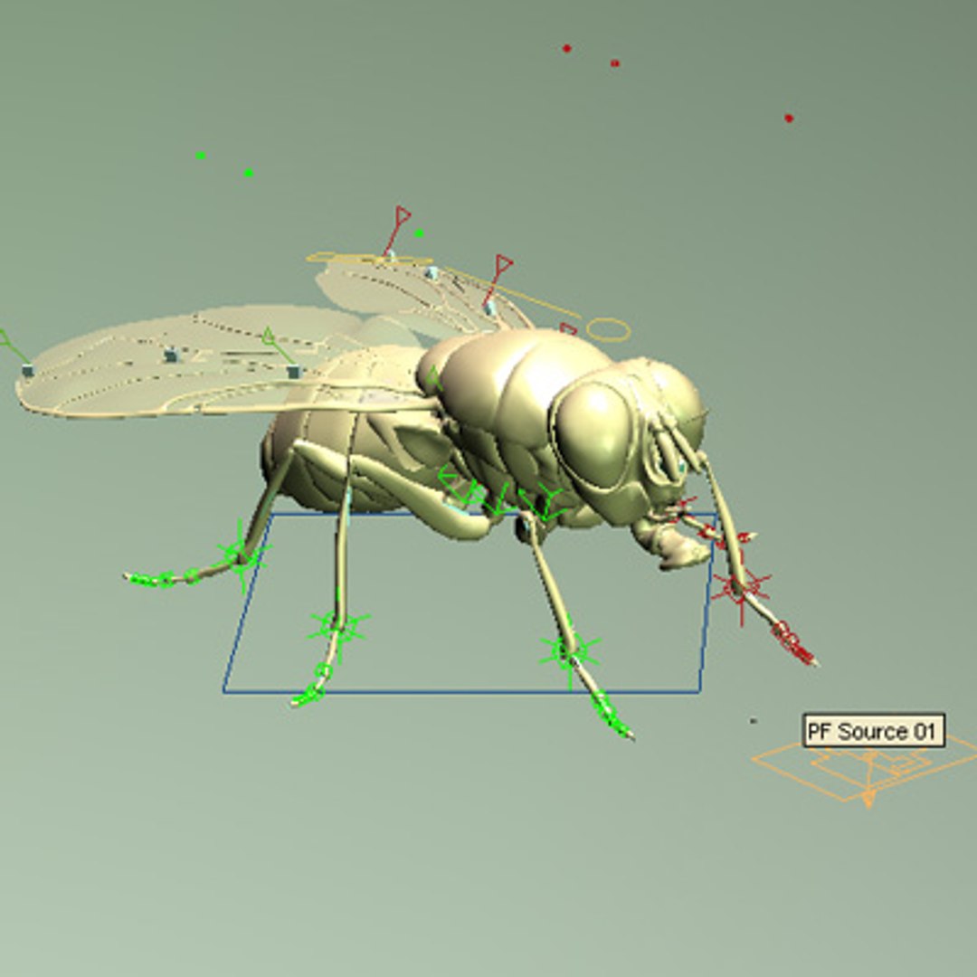 3d photorealistic housefly model