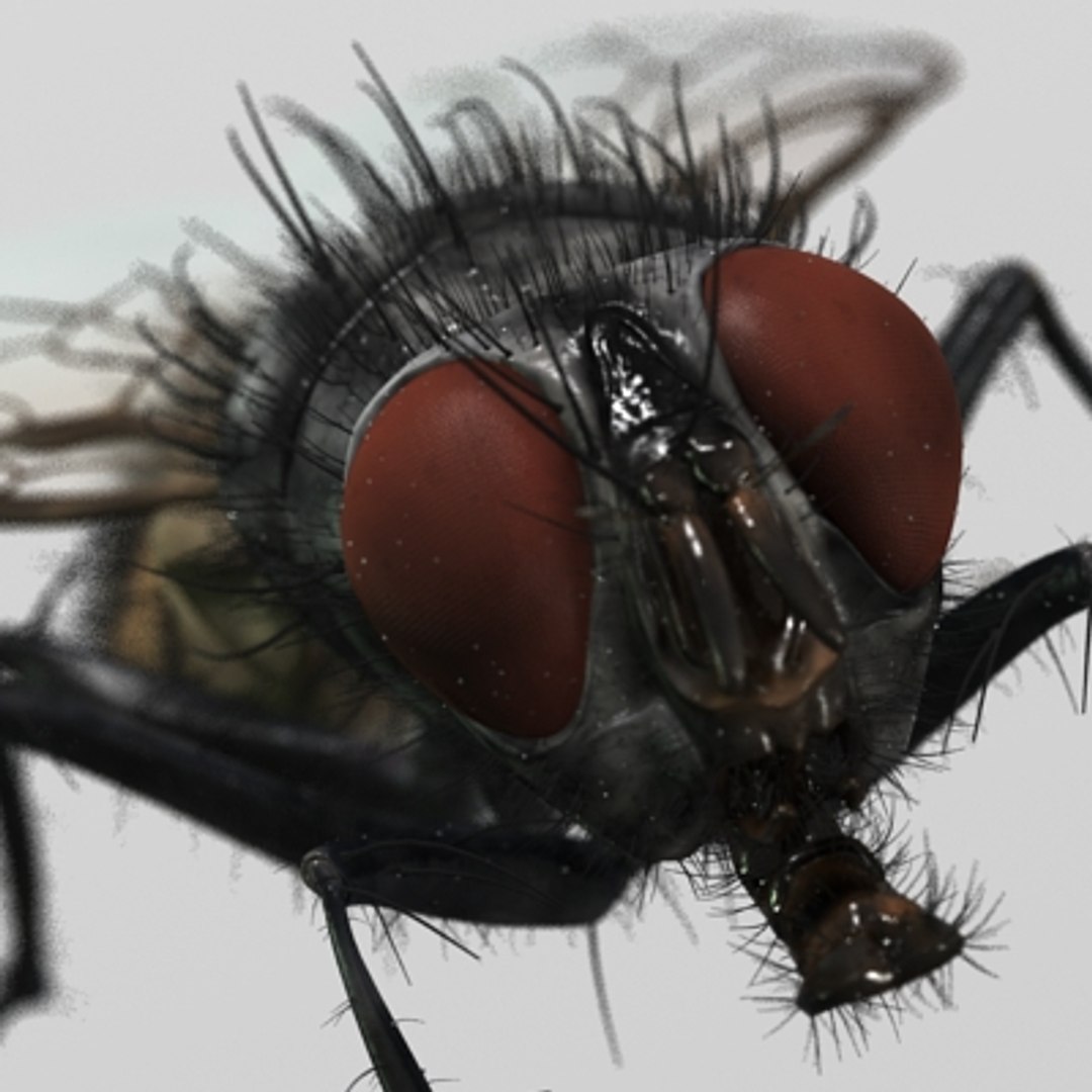 3d photorealistic housefly model