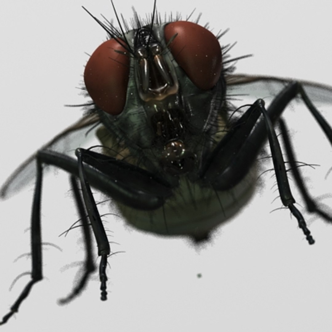3d photorealistic housefly model
