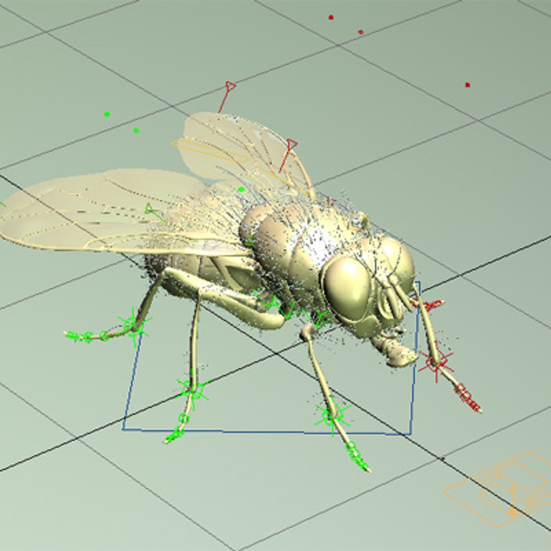 3d photorealistic housefly model