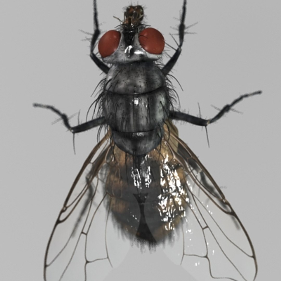 3d photorealistic housefly model