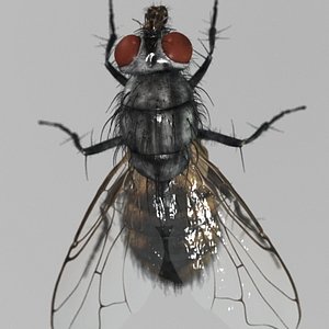 3D Fly Models | TurboSquid