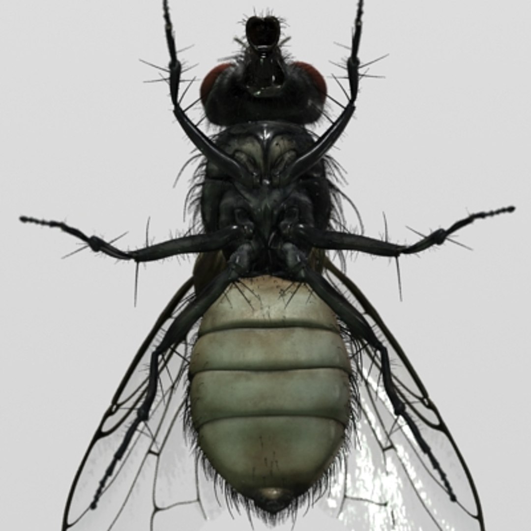3d photorealistic housefly model
