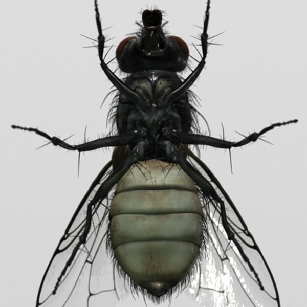 3d photorealistic housefly model