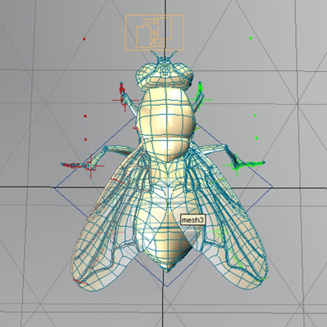3d photorealistic housefly model