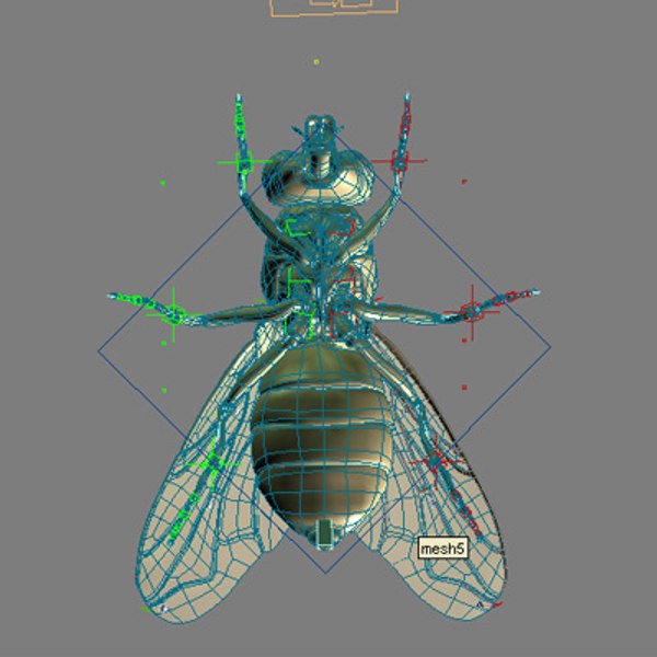 3d photorealistic housefly model