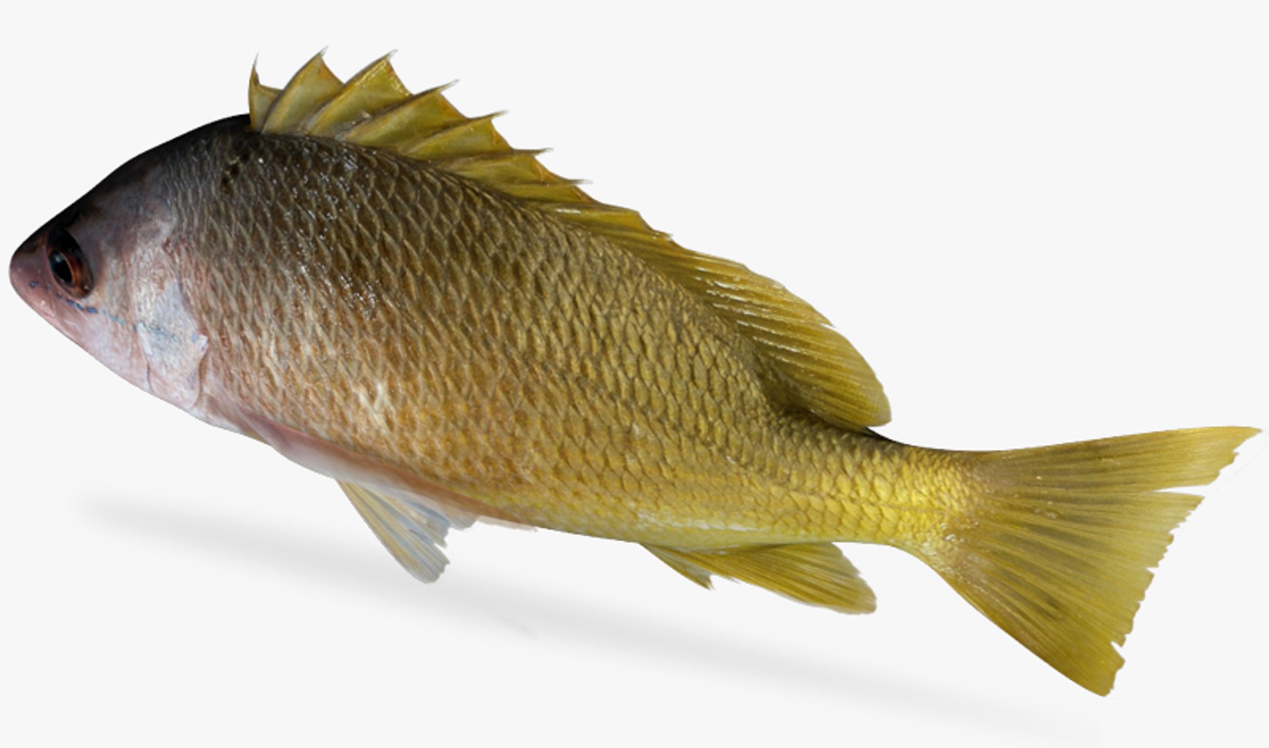 3ds max amarillo snapper
