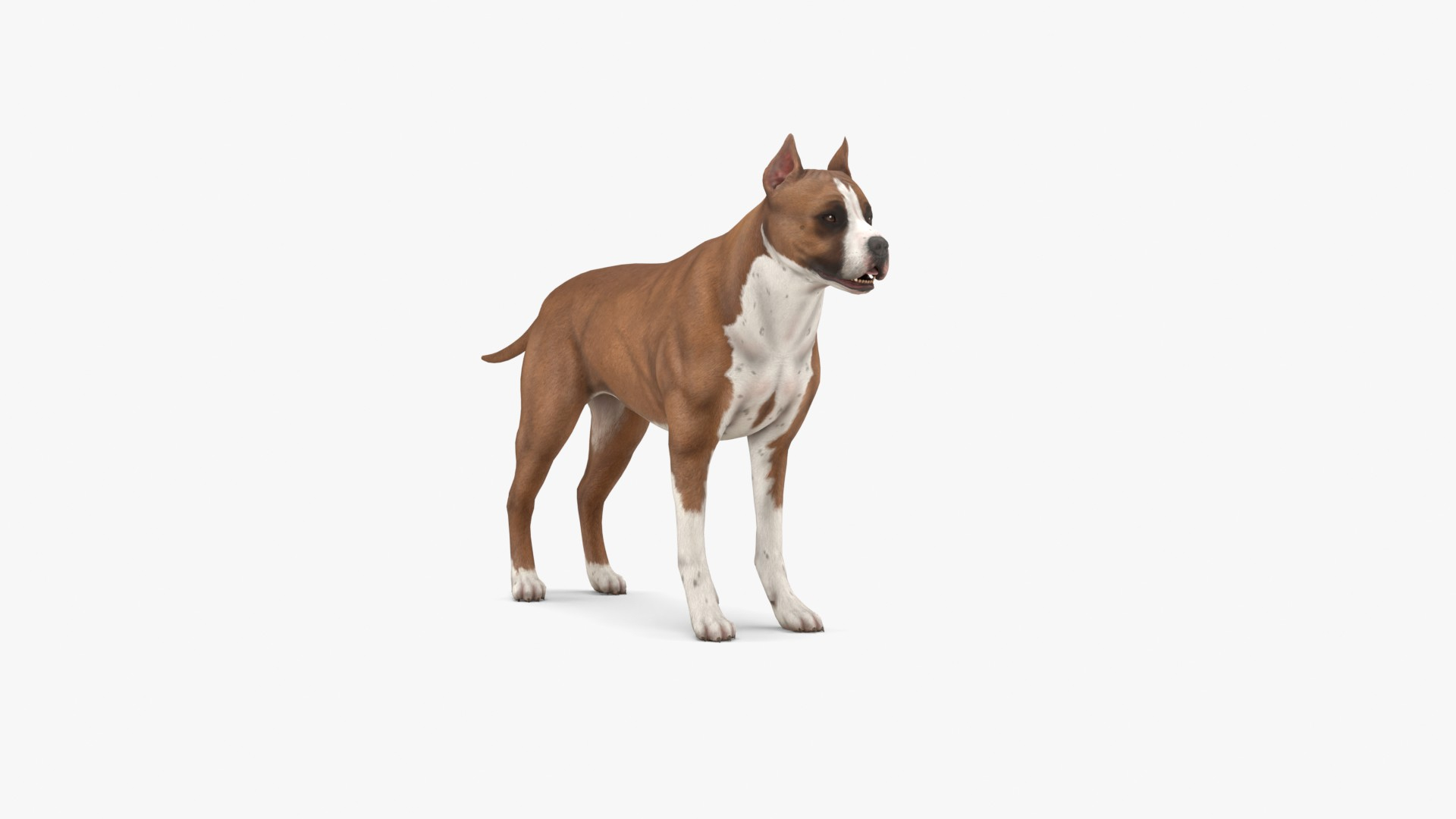 Dog Pitbull Terrier RIGGED 3D Model - TurboSquid 2518962