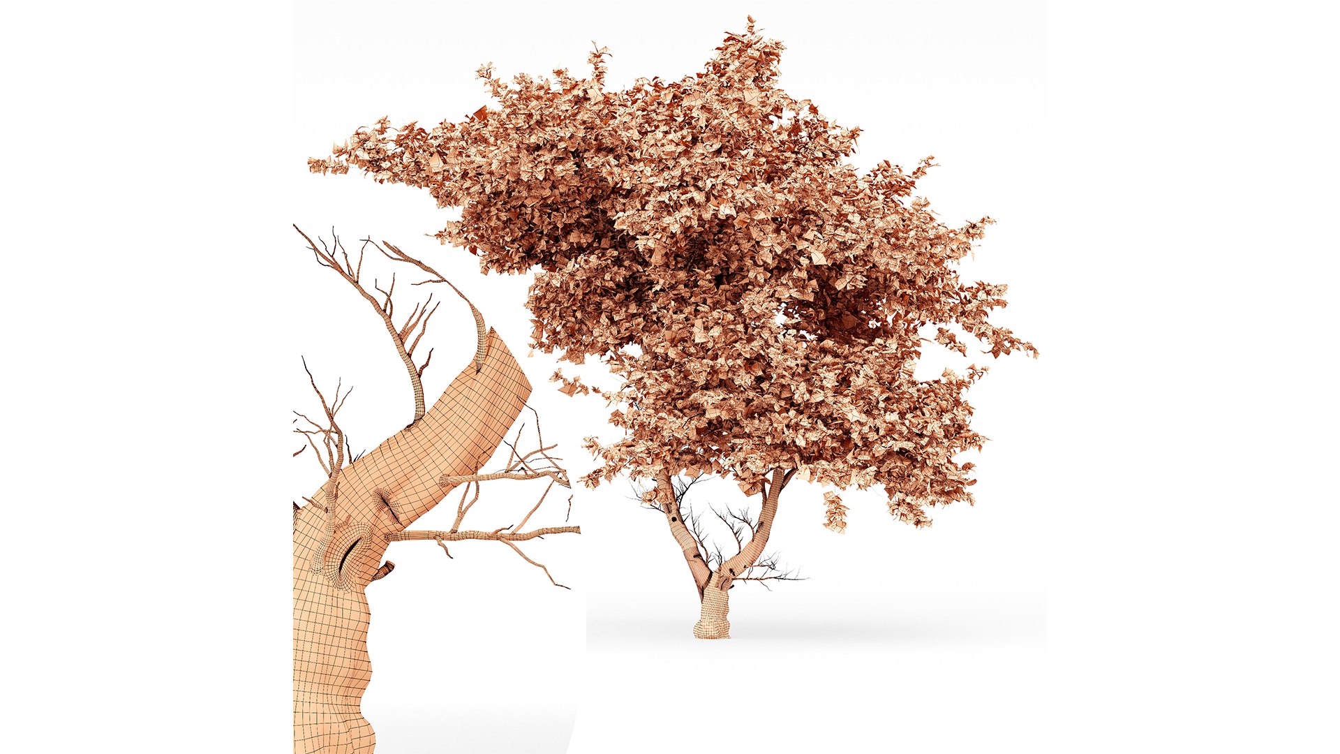 Acacia Tree East Africa Tree 3D Model - TurboSquid 2242768