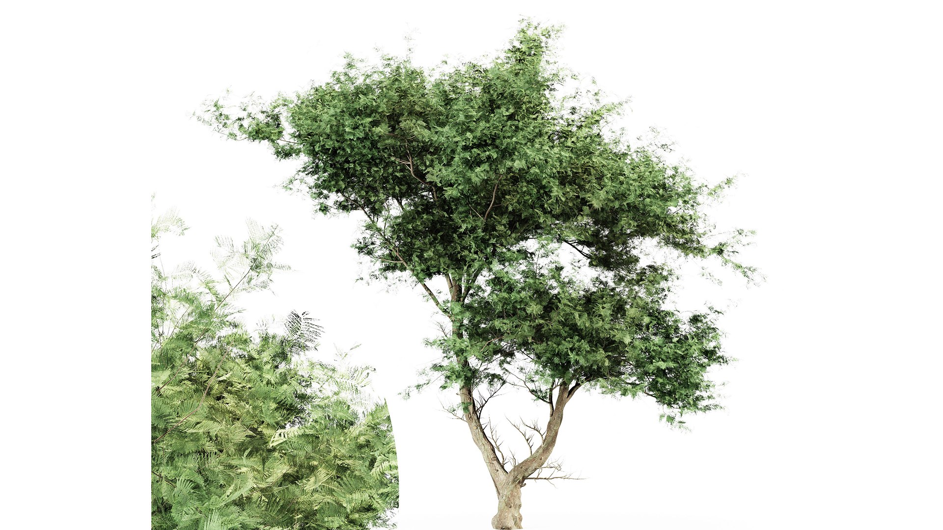 Acacia Tree East Africa Tree 3D Model - TurboSquid 2242768