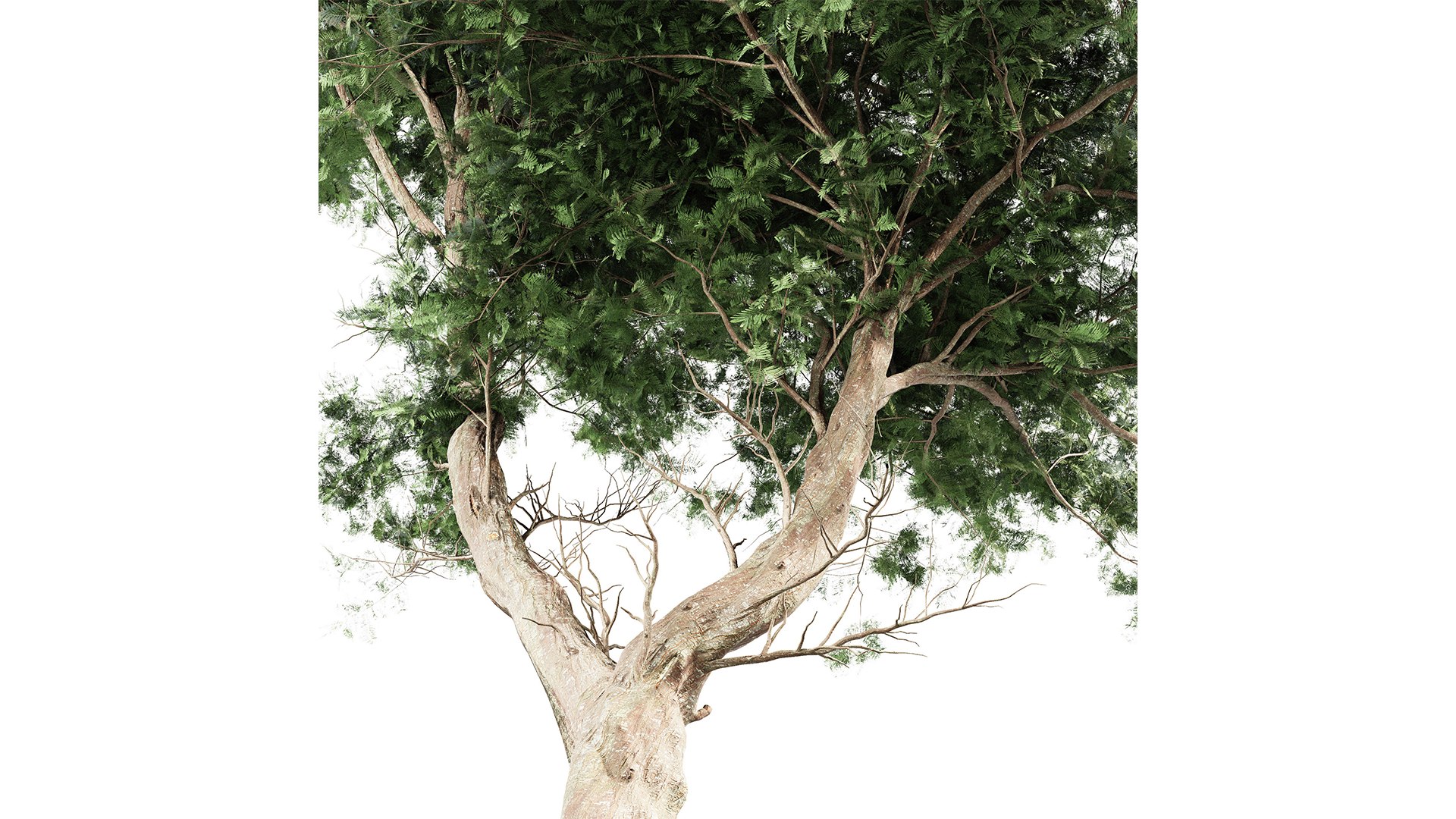 Acacia Tree East Africa Tree 3D Model - TurboSquid 2242768