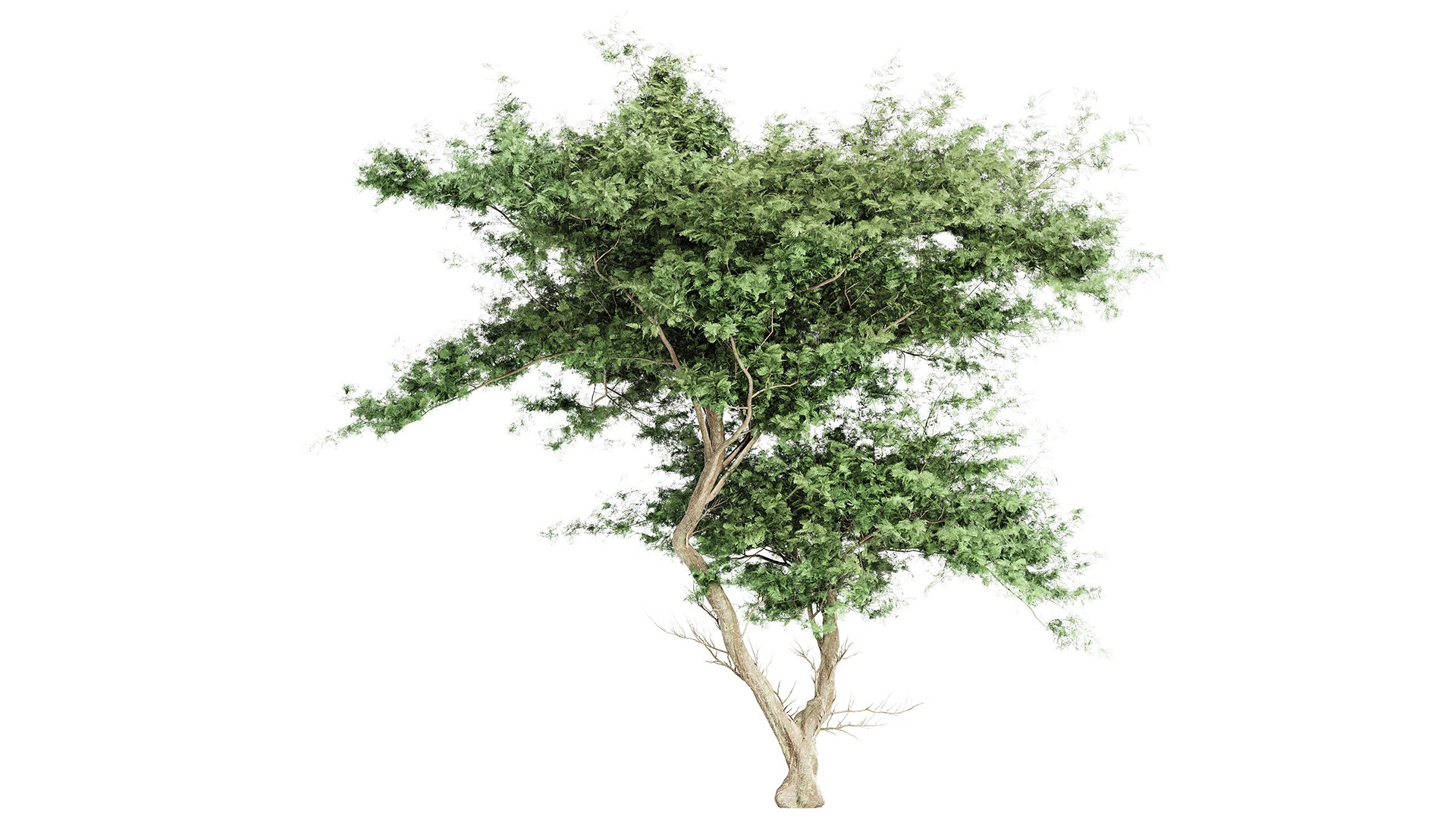 Acacia Tree East Africa Tree 3D Model - TurboSquid 2242768