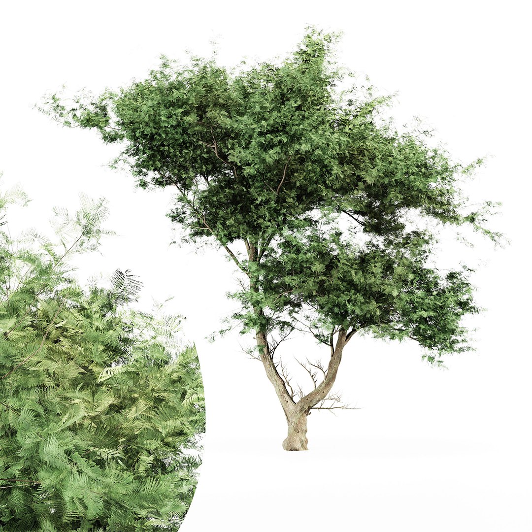 Acacia Tree East Africa Tree 3D Model - TurboSquid 2242768