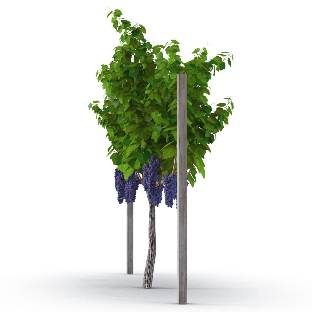 vineyard red grapes 3d model