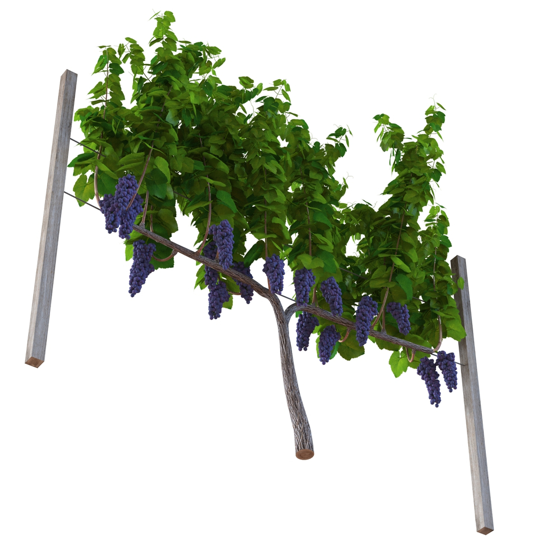 vineyard red grapes 3d model