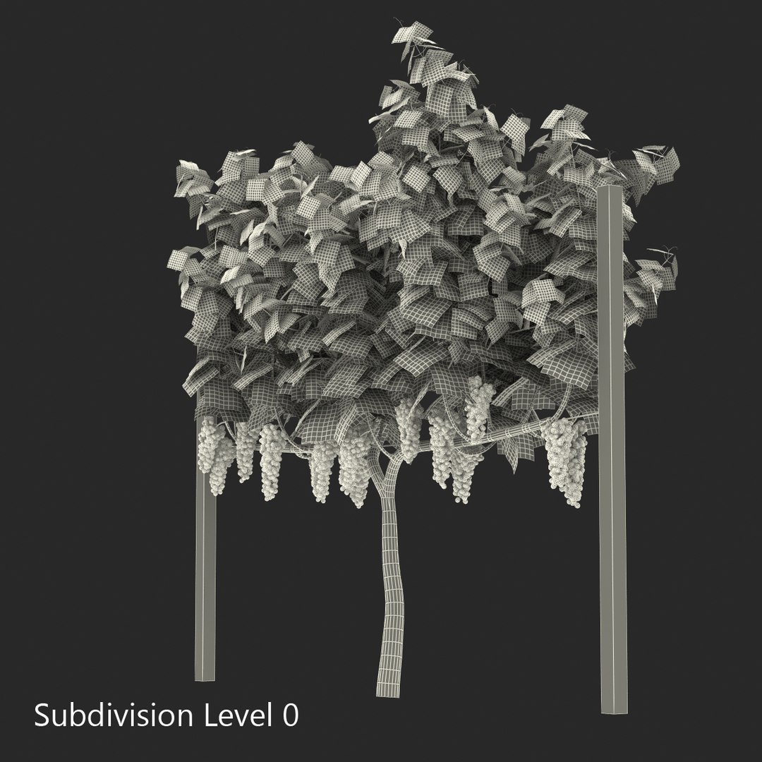 vineyard red grapes 3d model