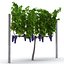 vineyard red grapes 3d model