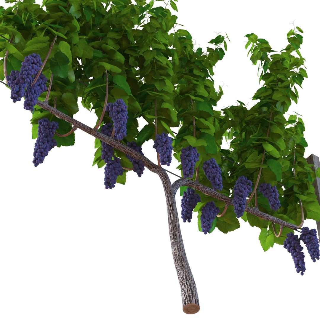 vineyard red grapes 3d model
