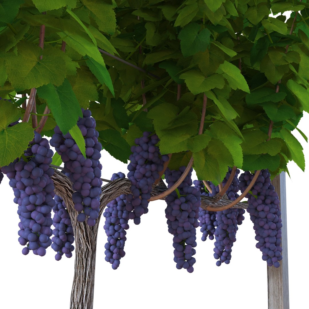 vineyard red grapes 3d model