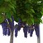 vineyard red grapes 3d model