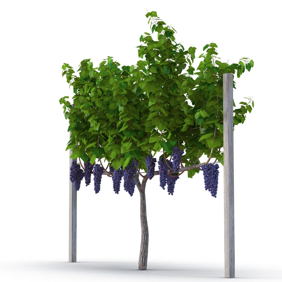 vineyard red grapes 3d model