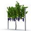 vineyard red grapes 3d model
