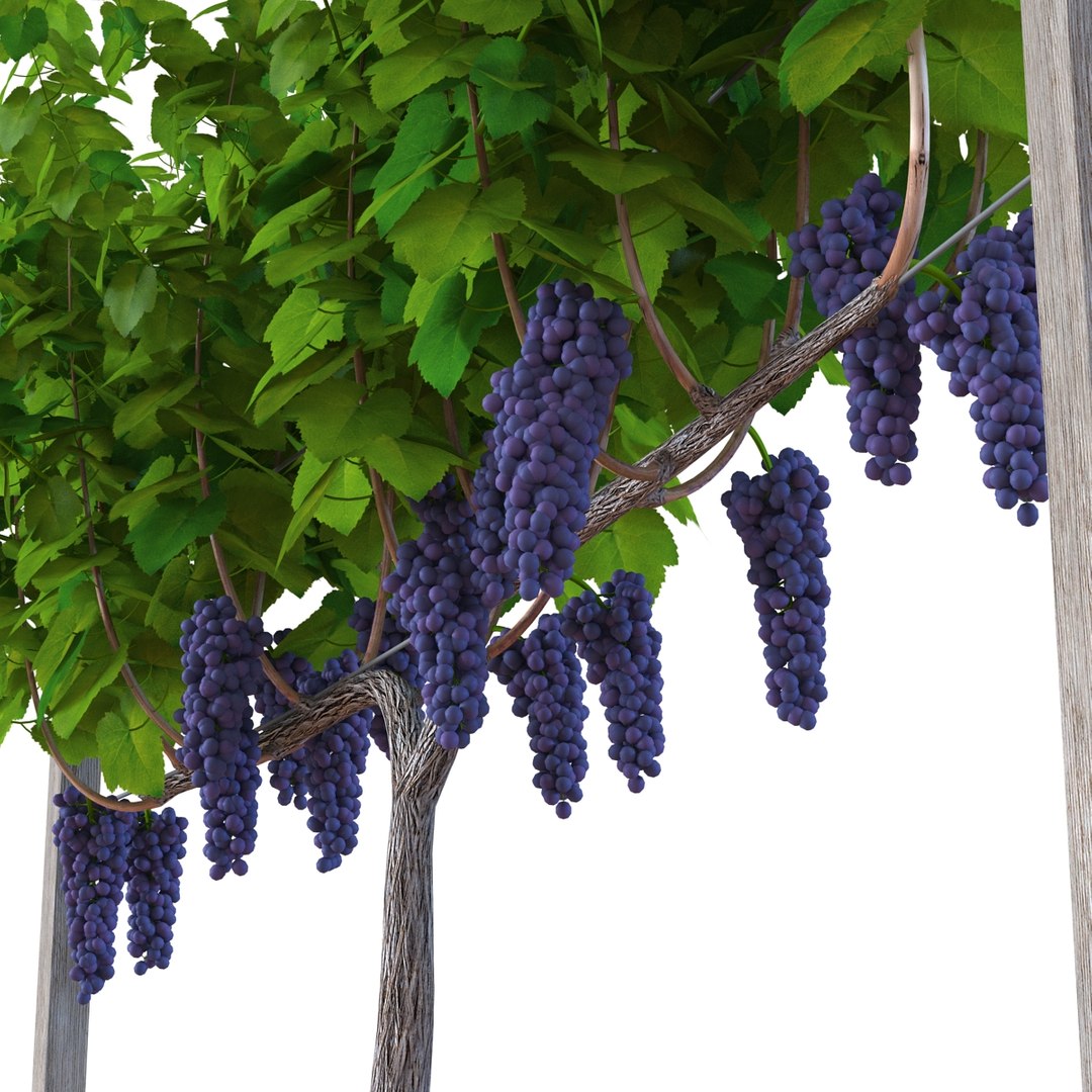 vineyard red grapes 3d model