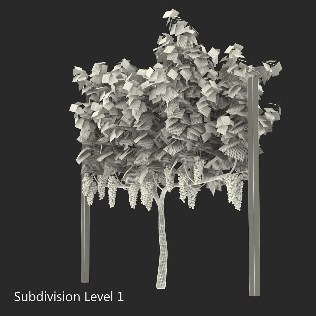 vineyard red grapes 3d model