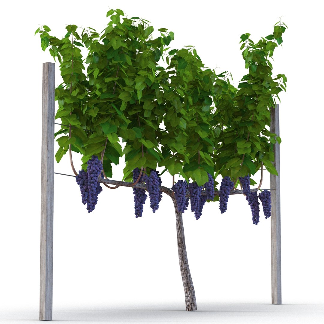 vineyard red grapes 3d model
