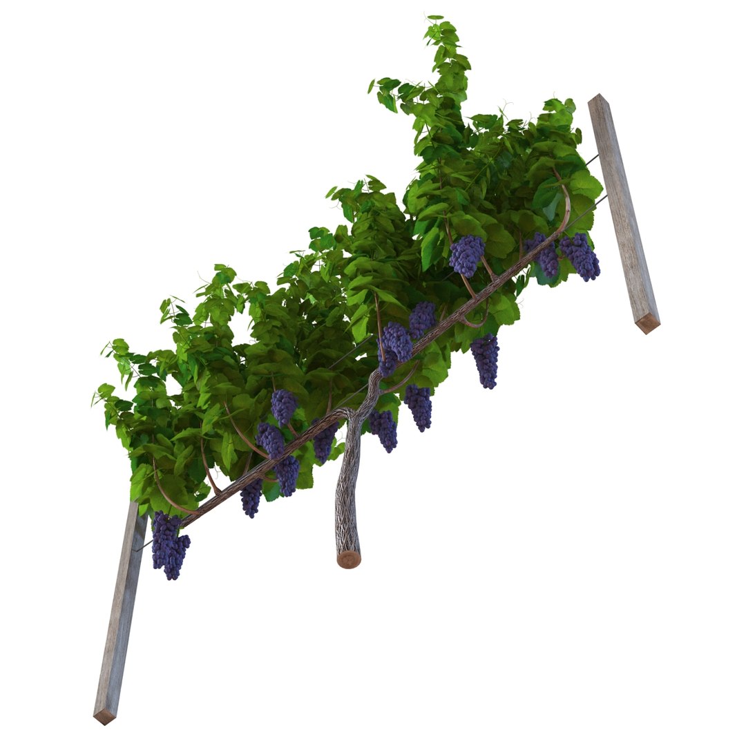 vineyard red grapes 3d model