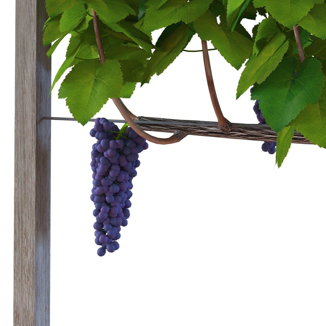 vineyard red grapes 3d model