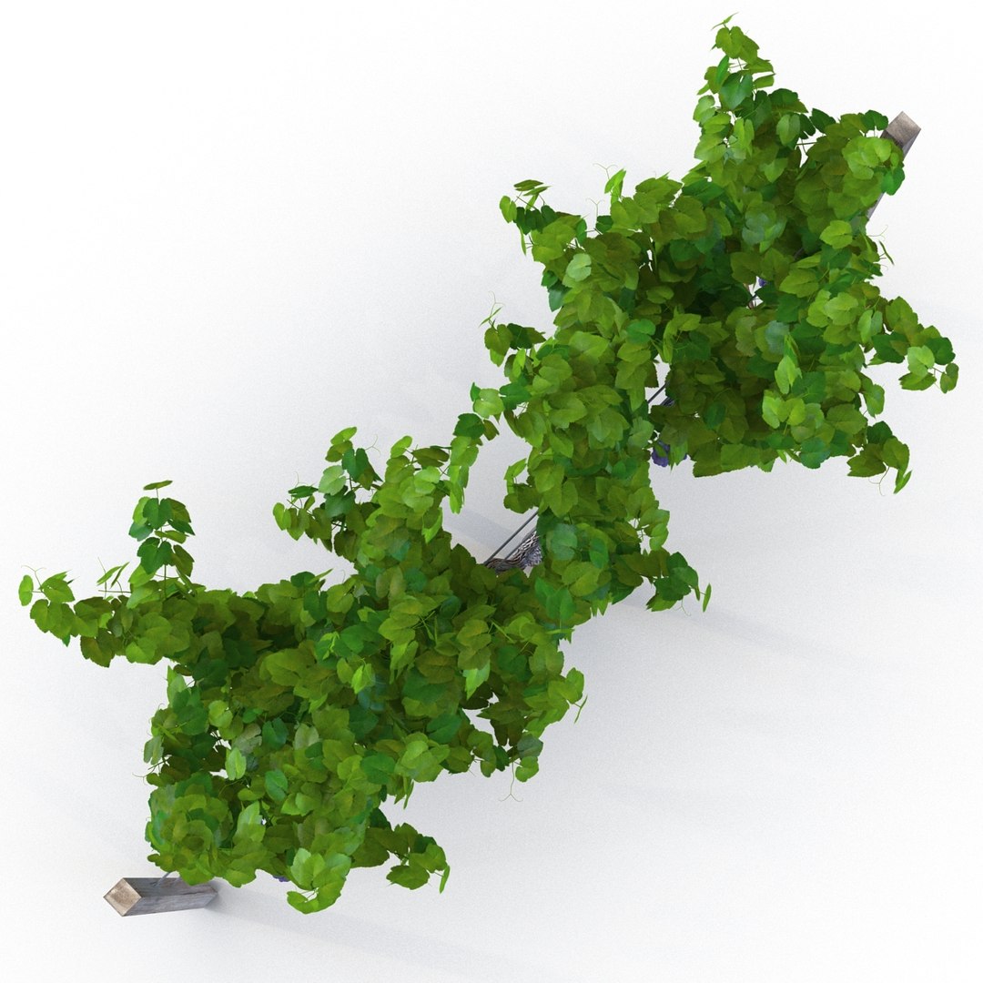 vineyard red grapes 3d model