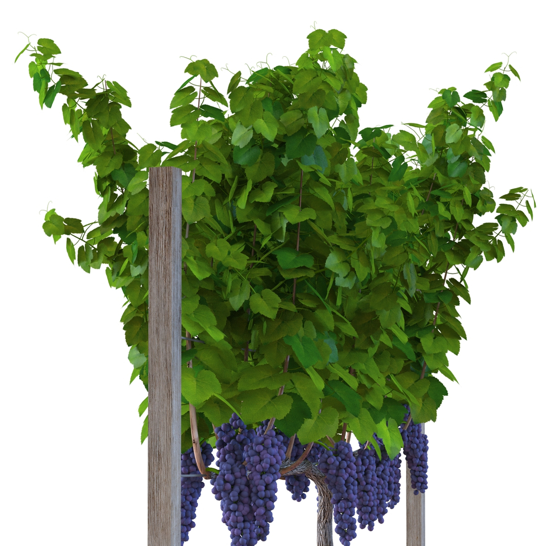 vineyard red grapes 3d model