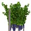 vineyard red grapes 3d model