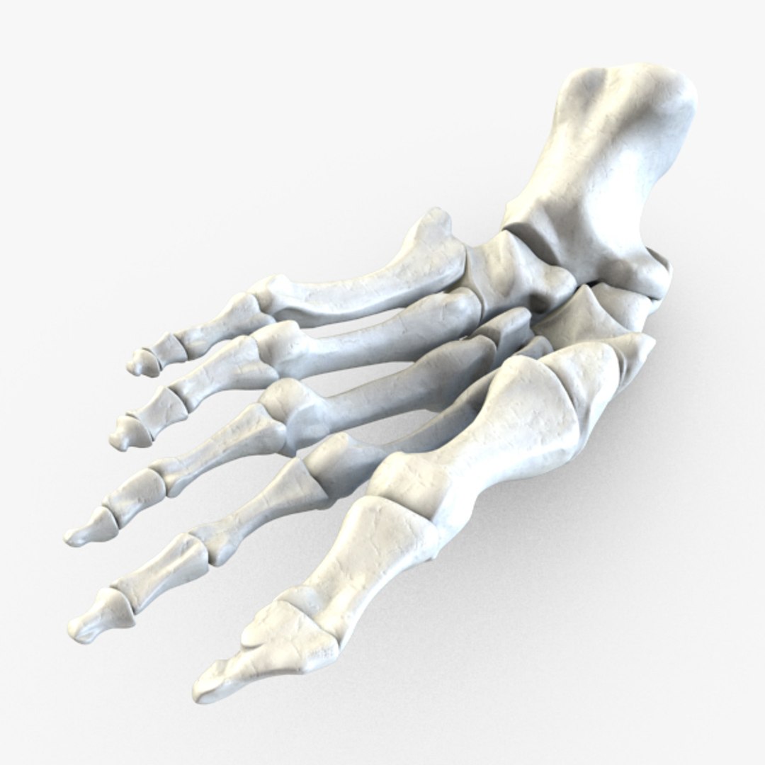 Human Bone Foot 3d Model