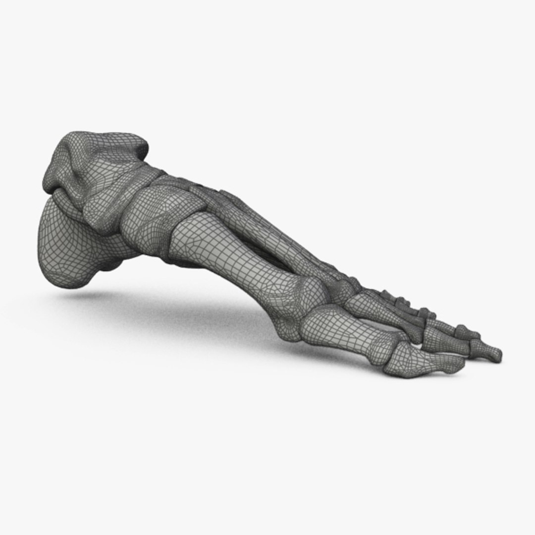 Human Bone Foot 3d Model