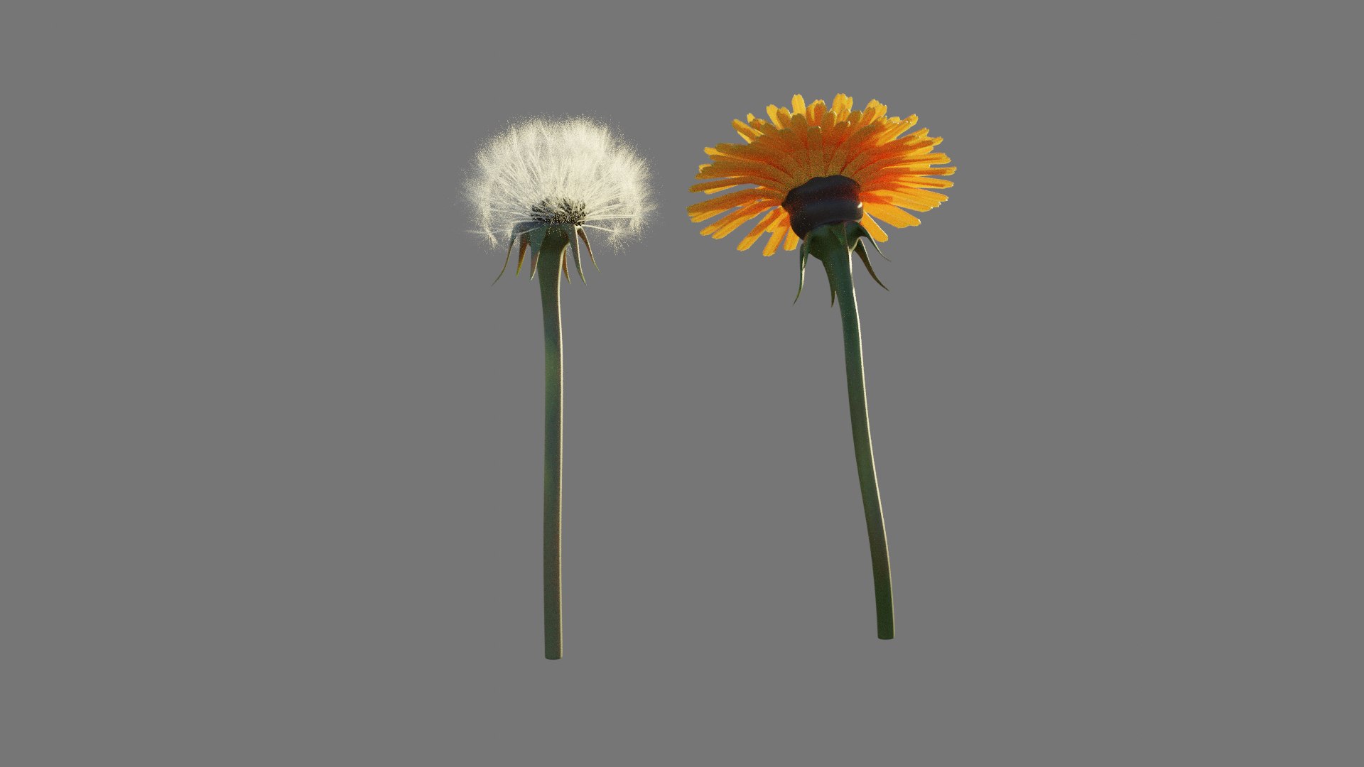 3D Model Dandelion Set - TurboSquid 1746040
