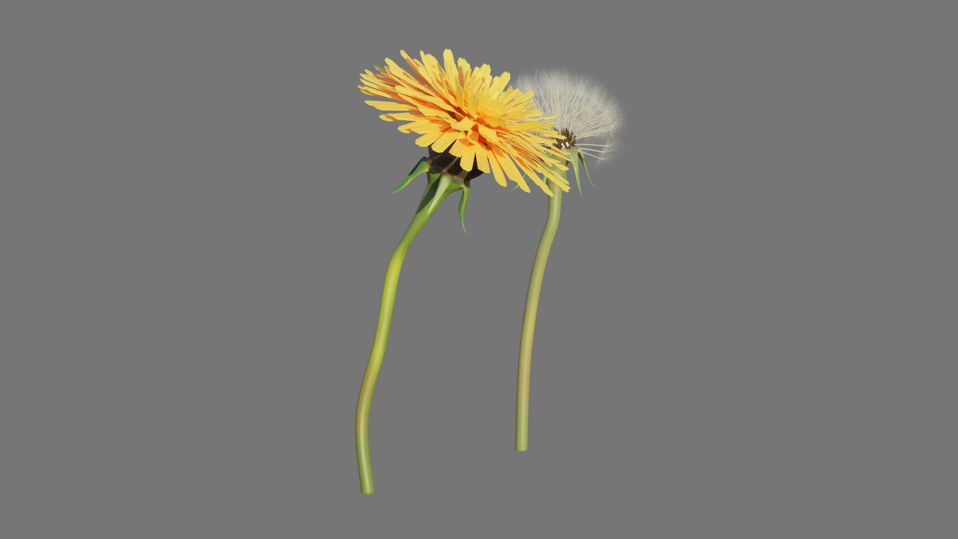 3D Model Dandelion Set - TurboSquid 1746040
